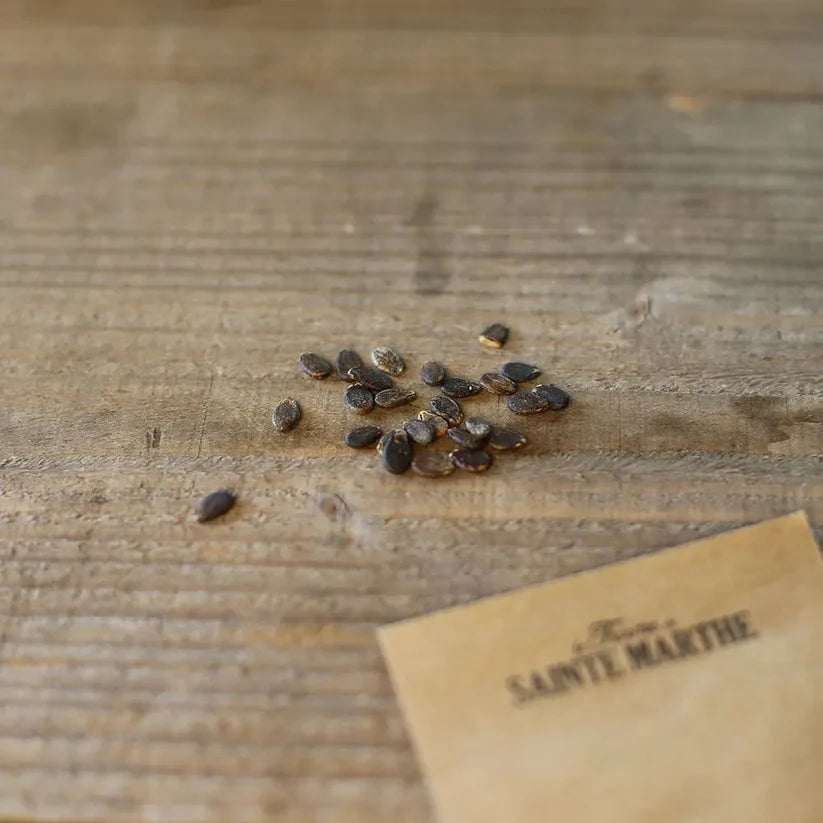 Charleston Gray Watermelon • Organic Seeds • Heirbloom
